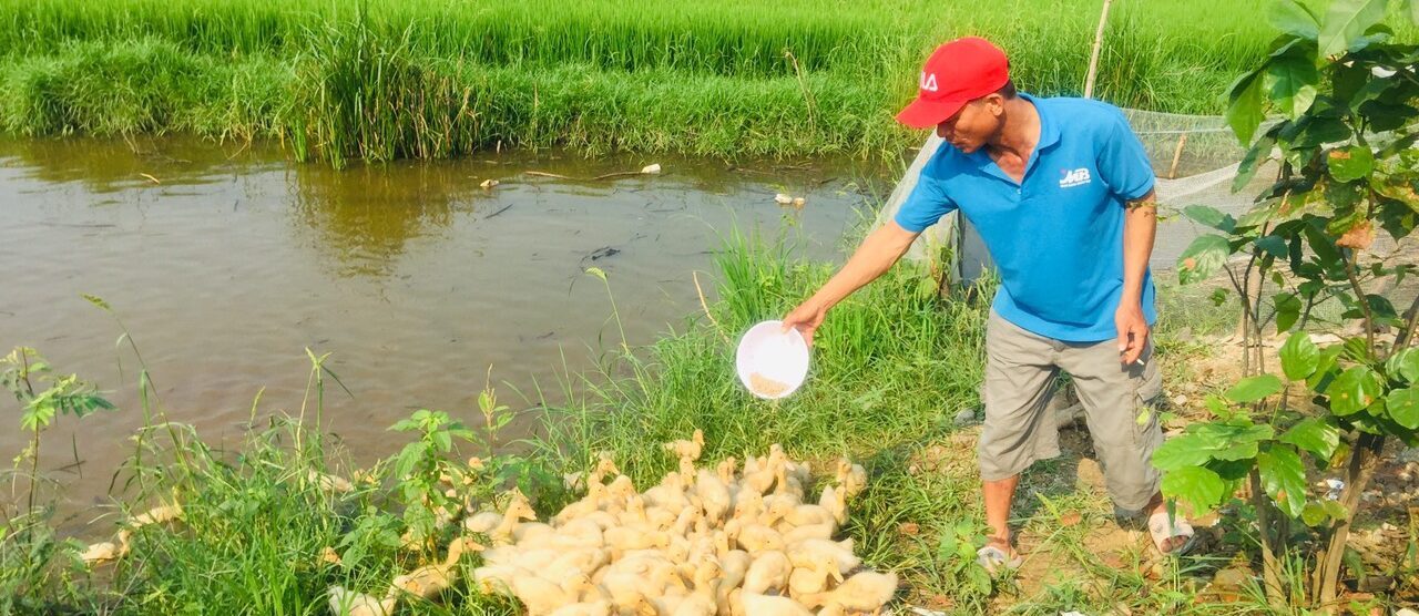 Livelihoods | ADRA Vietnam